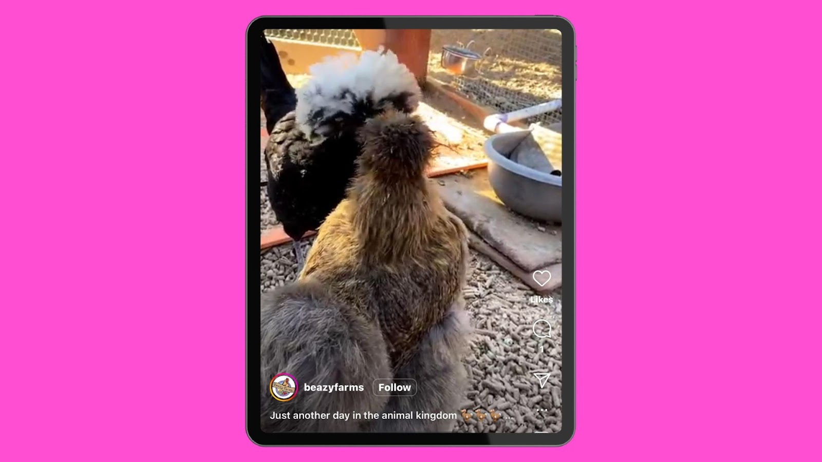 200+ Zoo Instagram Captions: Funny, Aesthetic, Cute