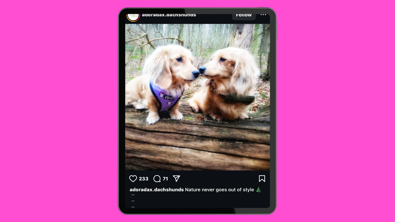 200+ Zoo Instagram Captions: Funny, Aesthetic, Cute