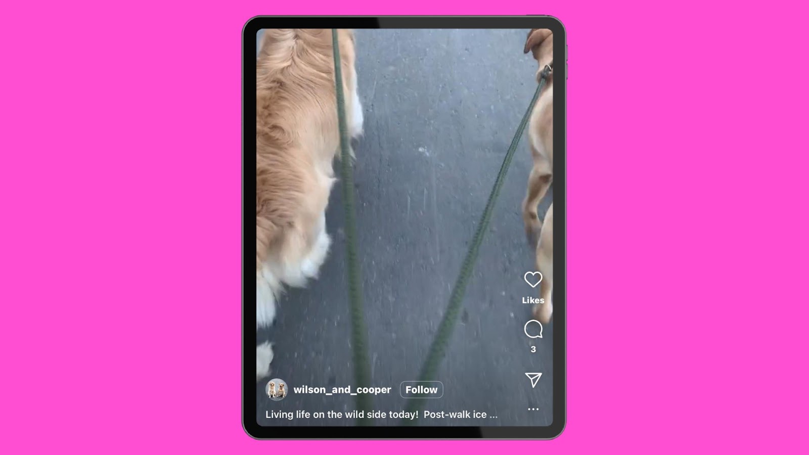 200+ Zoo Instagram Captions: Funny, Aesthetic, Cute