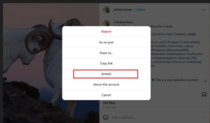 What Does 'Embed' Mean on Instagram?