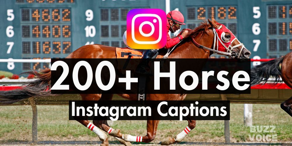 200+ Horse Instagram Captions (18 Curated Lists)